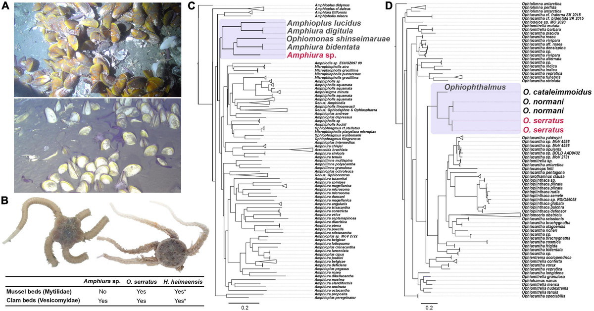 Frontiers | Strategy of micro-environmental adaptation to cold seep ...