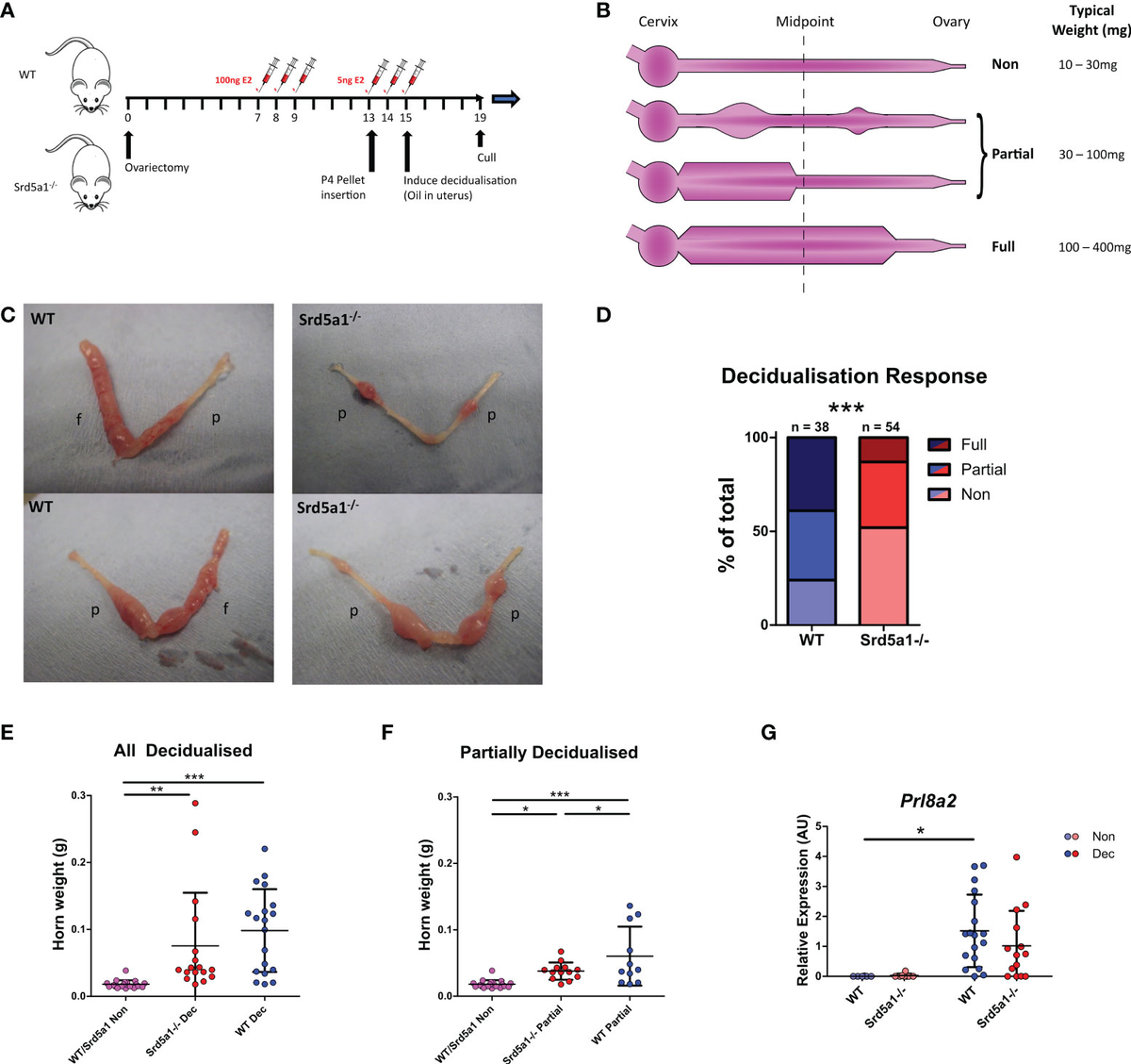 Frontiers | A role for steroid 5 alpha-reductase 1 in vascular ...