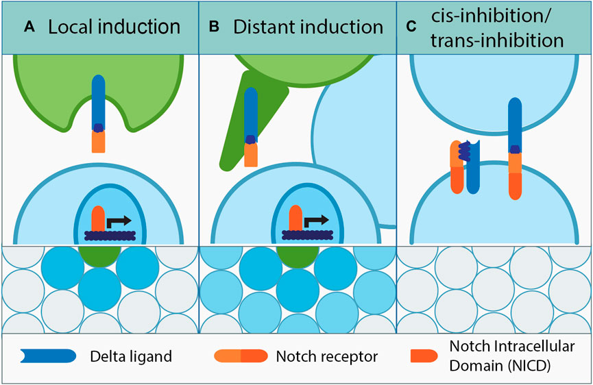 Frontiers | Notch signaling sculpts the stem cell niche