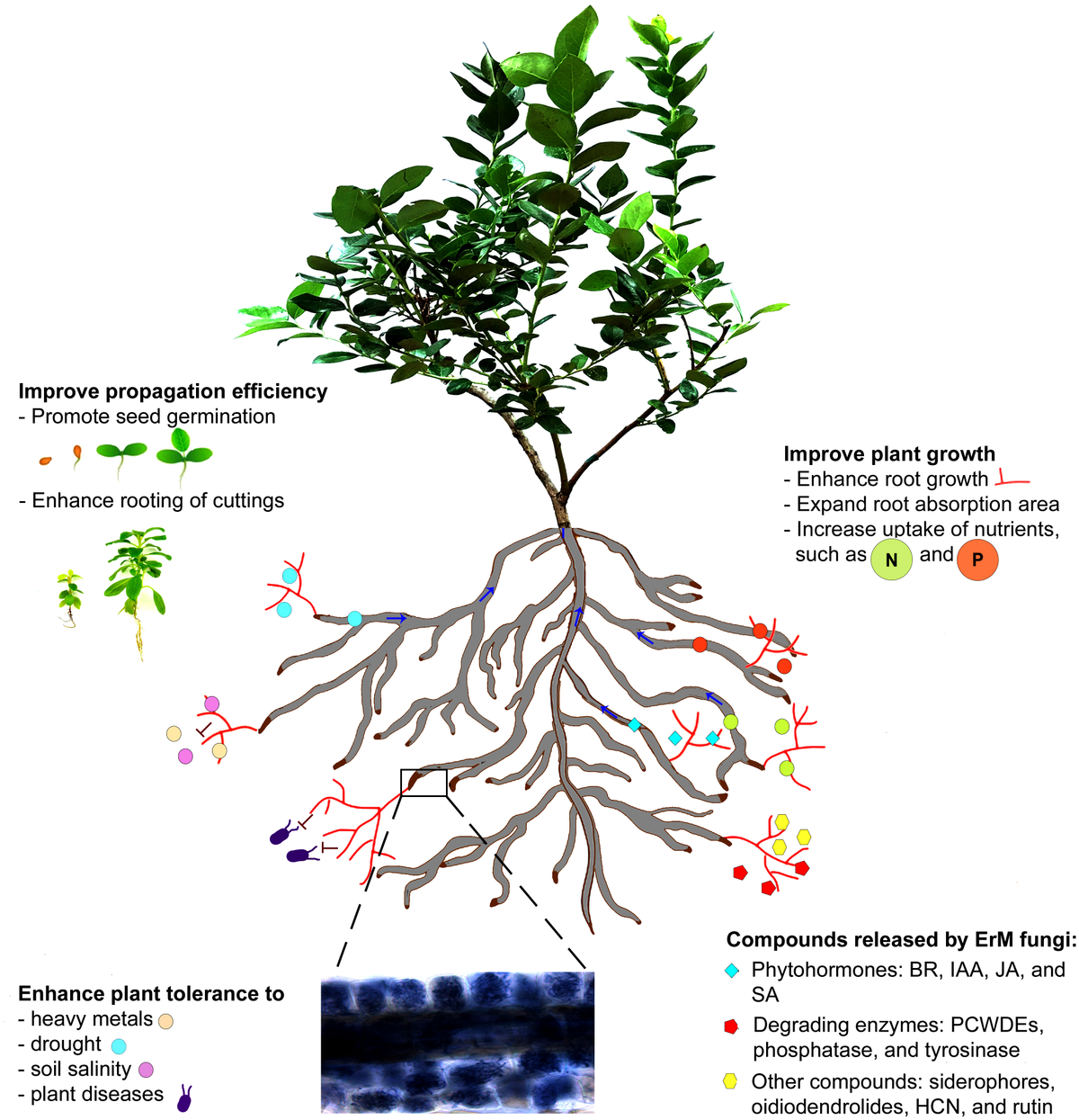 Frontiers | Ericoid mycorrhizal fungi as biostimulants for improving ...
