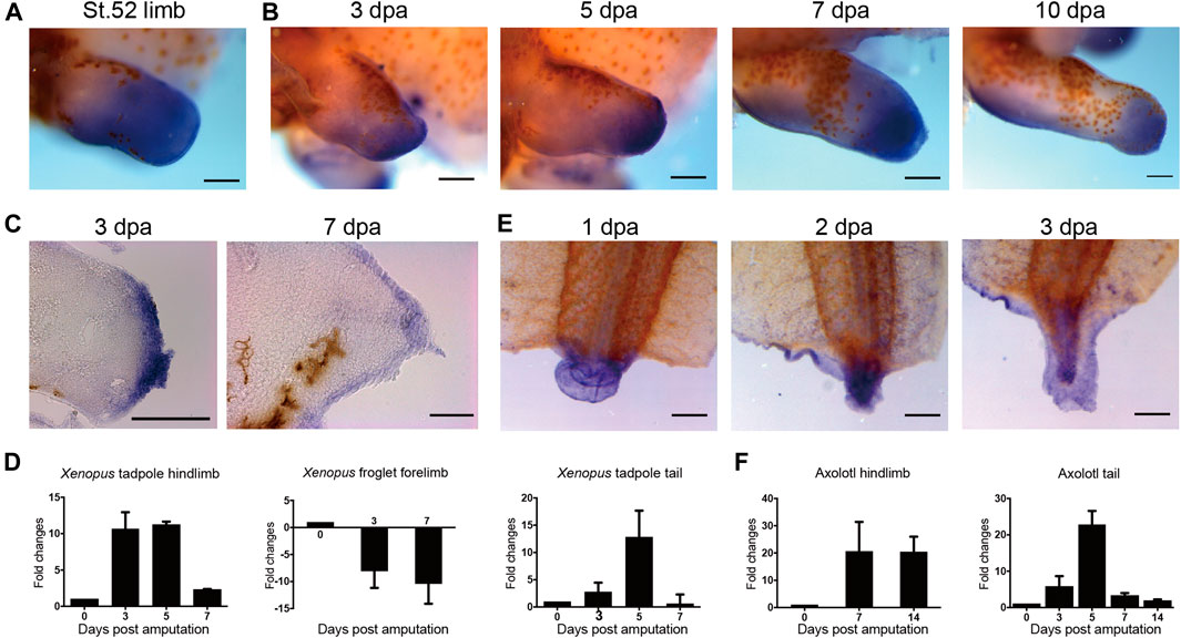 Frontiers | Evi5 is required for Xenopus limb and tail regeneration