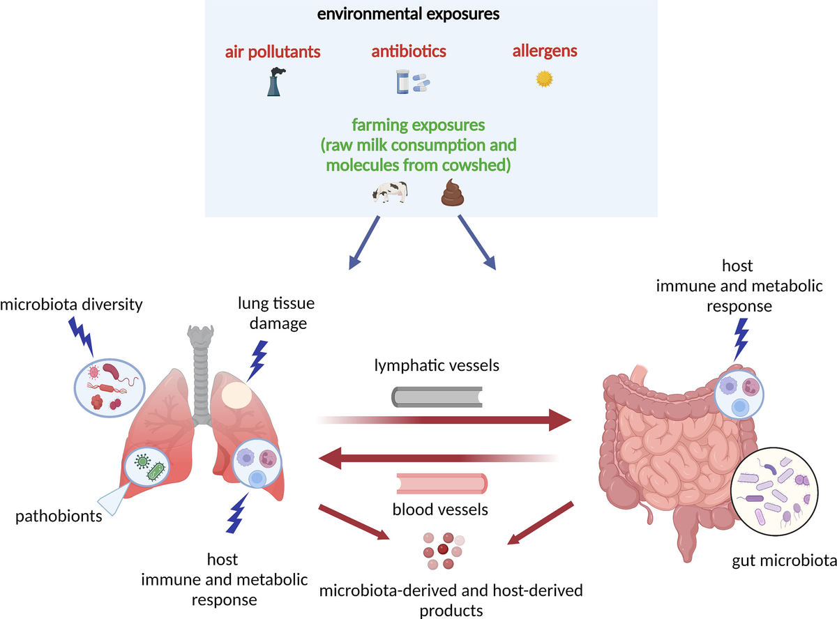 Frontiers | Microbial dysbiosis and childhood asthma development ...