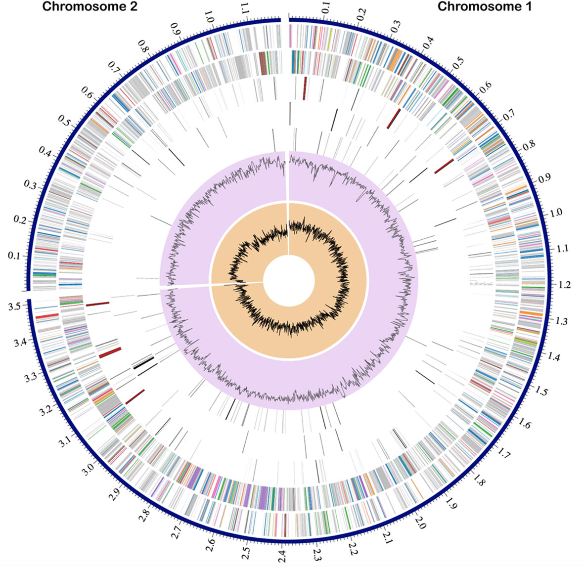 Frontiers | Complete genome sequence of Vibrio gazogenes PB1: an ...