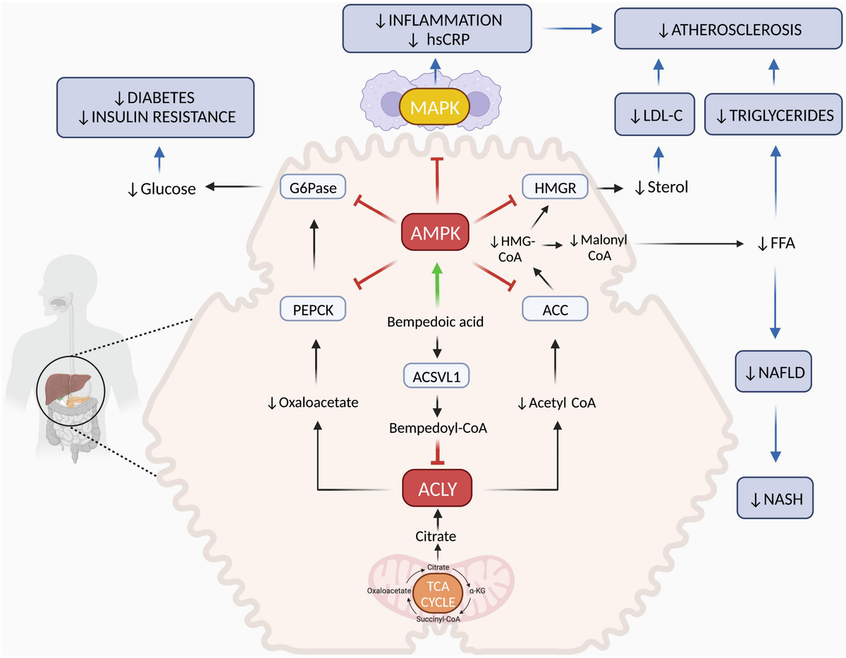 Frontiers | Mechanism of action and therapeutic use of bempedoic acid ...