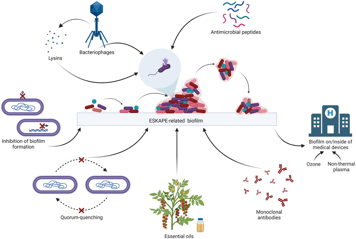 Frontiers | Recent advances to combat ESKAPE pathogens with special ...