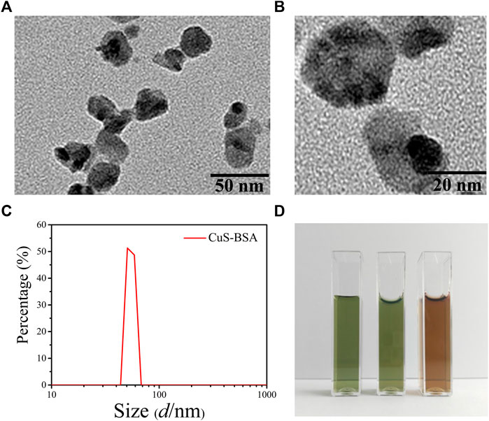 Frontiers | Photothermal effects of CuS-BSA nanoparticles on H22 ...
