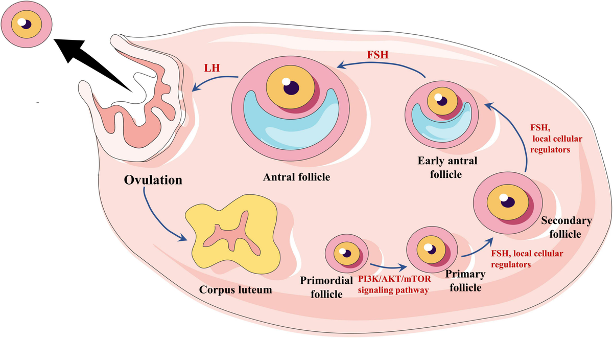 Frontiers | Resistant ovary syndrome: Pathogenesis and management ...
