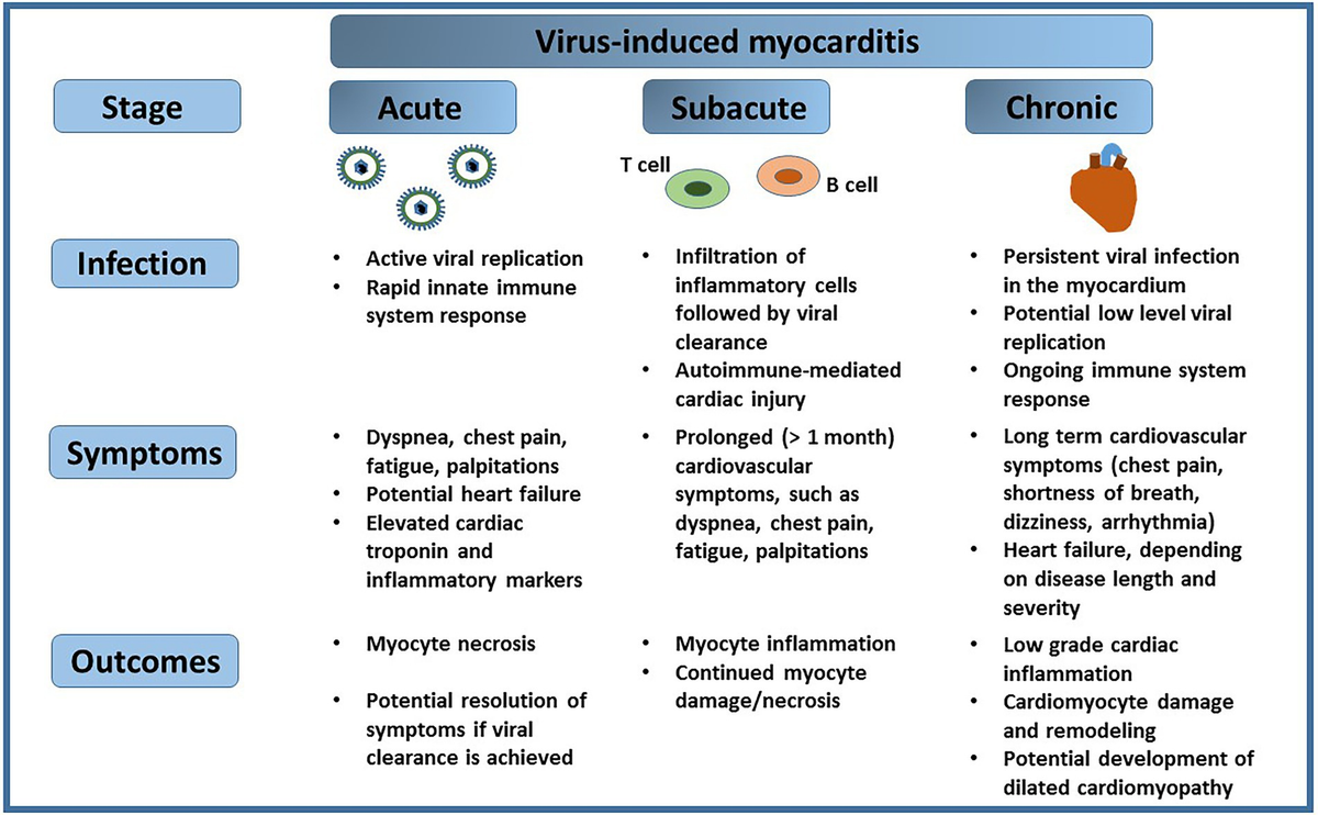 Frontiers | Persistent viral infections and their role in heart disease