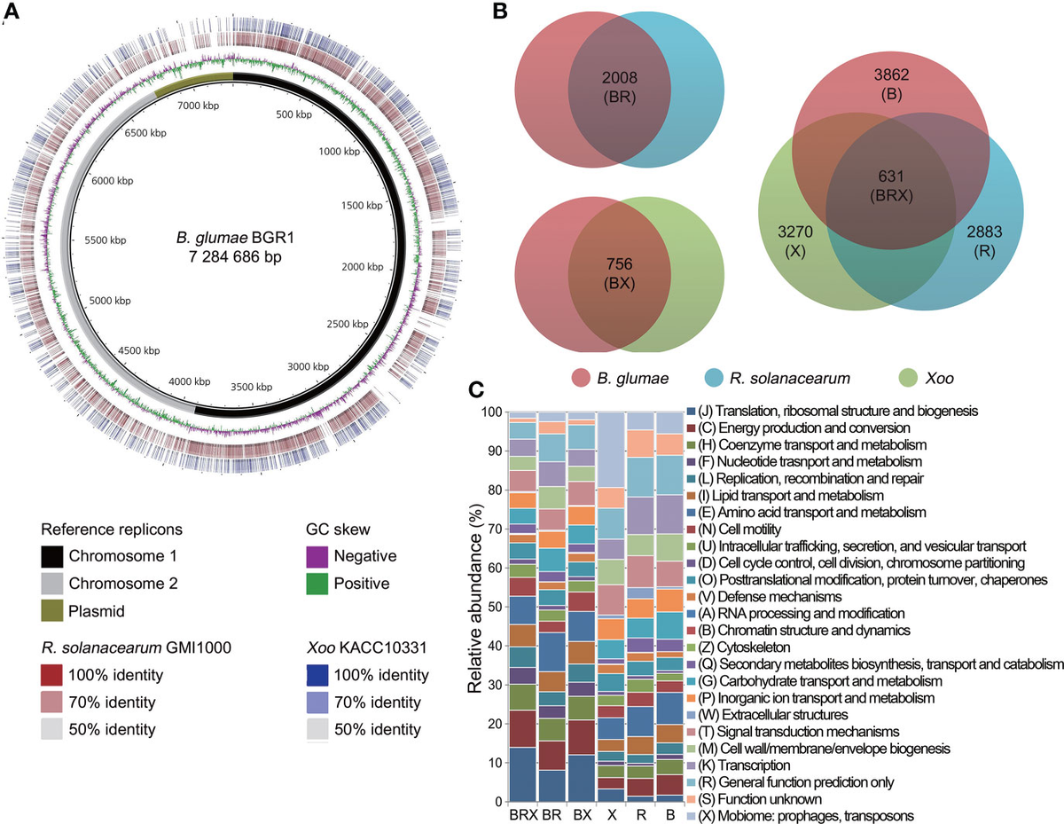 Frontiers | Genome-guided comparative in planta transcriptome analyses ...