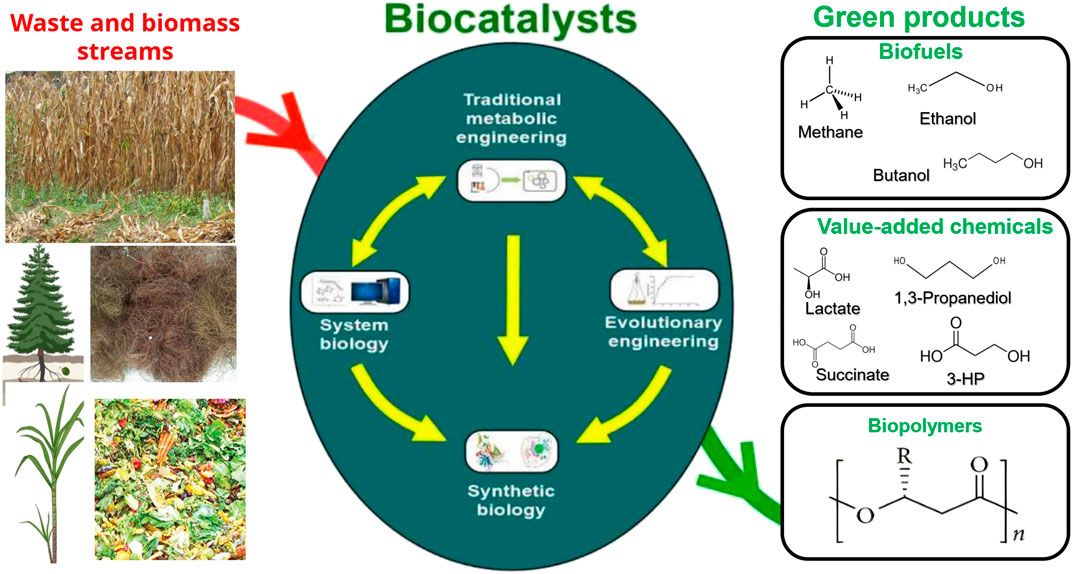 Frontiers | Editorial: Design and application of biocatalysts for ...