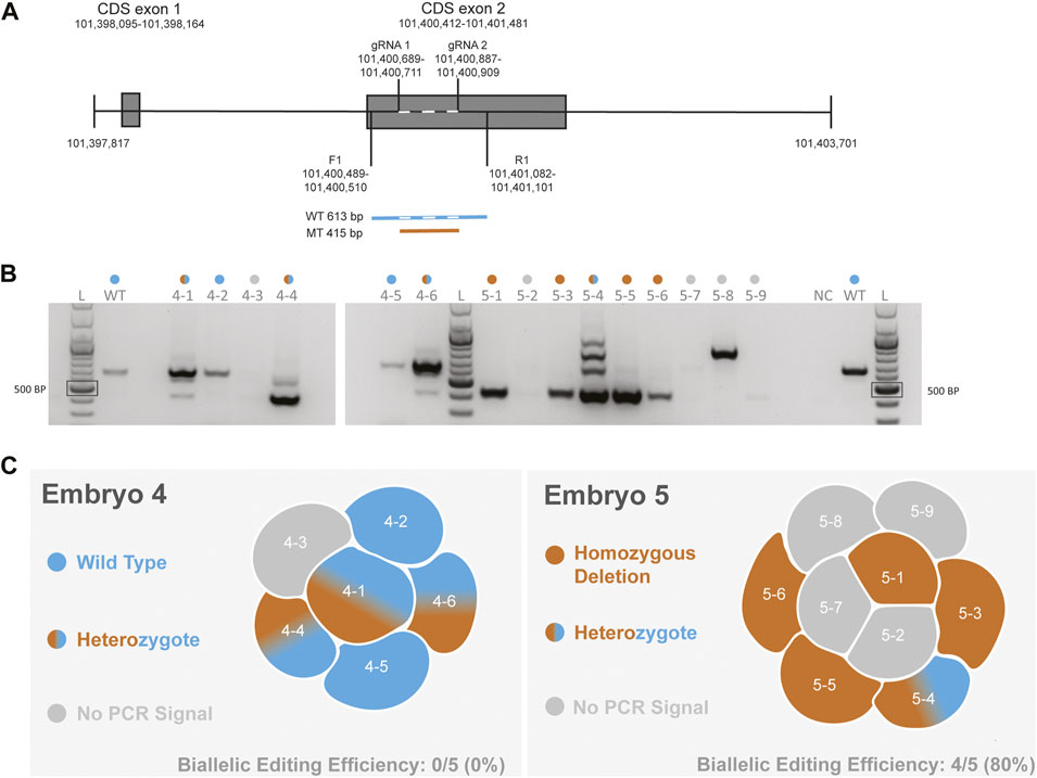 Frontiers Whole Genome Sequencing Of Ccr5 Crispr Cas9 Edited Mauritian Cynomolgus Macaque