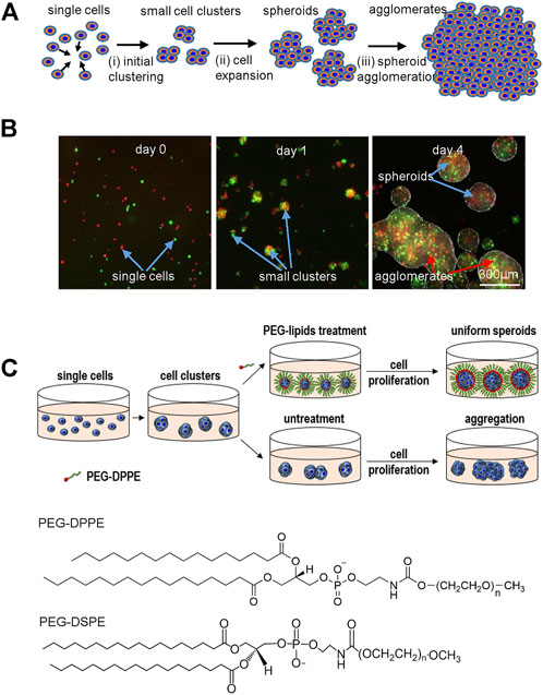 Frontiers | Improving three-dimensional human pluripotent cell culture ...
