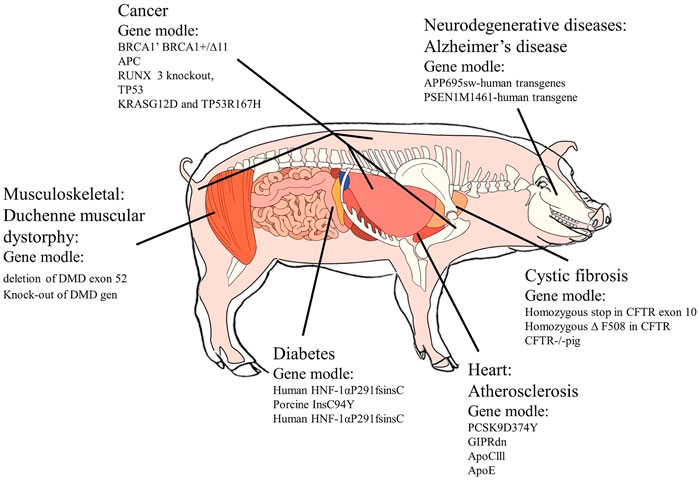 Frontiers | Application of the transgenic pig model in biomedical research: A review