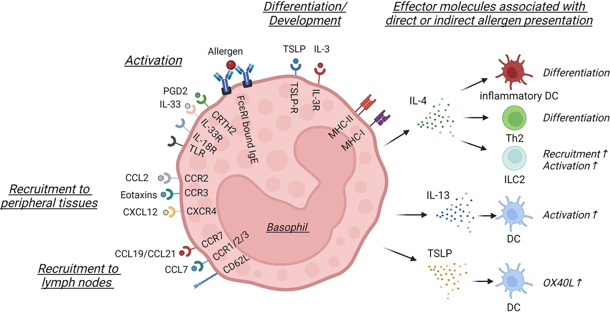 Frontiers Basophils Control T Cell Priming Through Soluble Mediators
