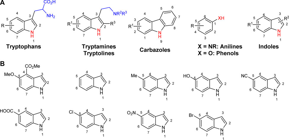 Frontiers | Indole and azaindole halogenation catalyzed by the RebH ...