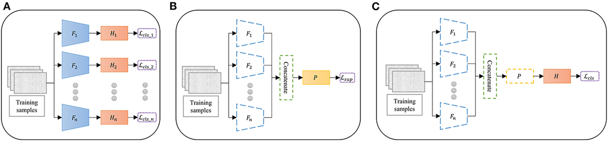 Frontiers | Multibranch convolutional neural network with contrastive representation learning ...