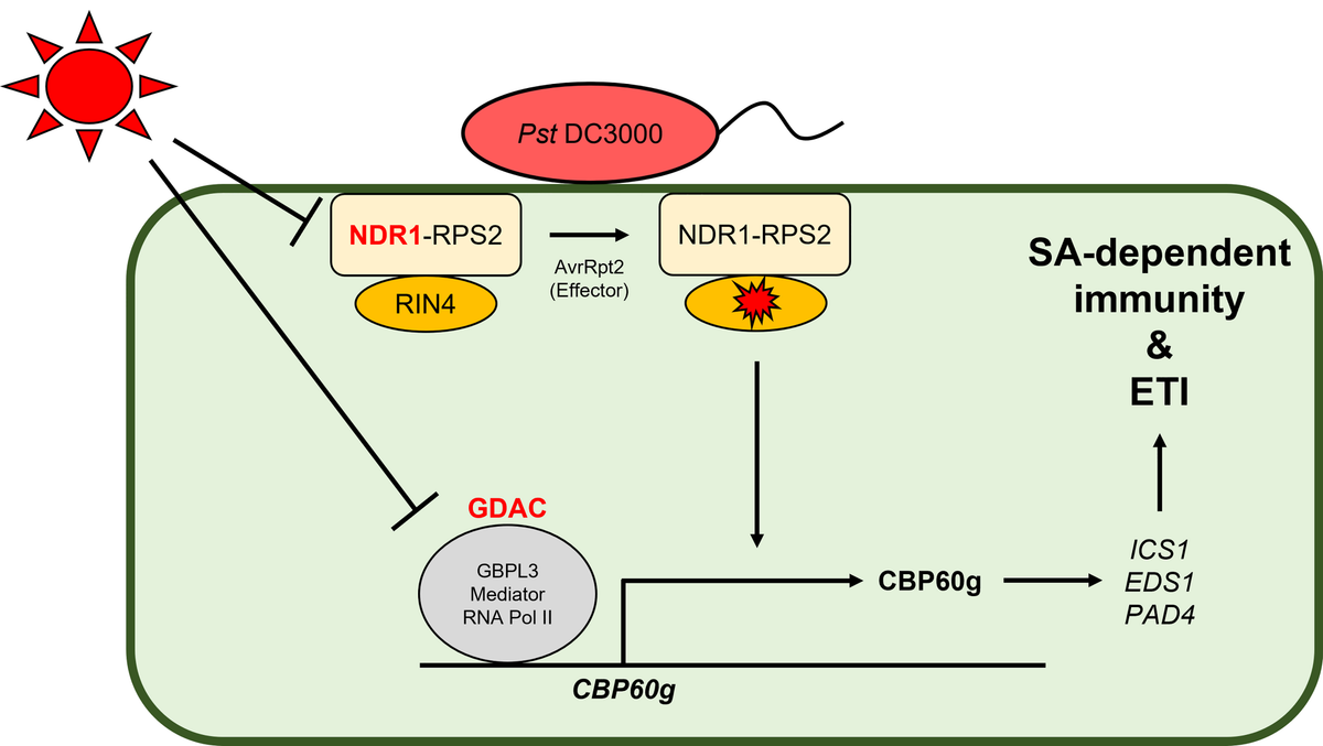 Frontiers | Climate change impedes plant immunity mechanisms