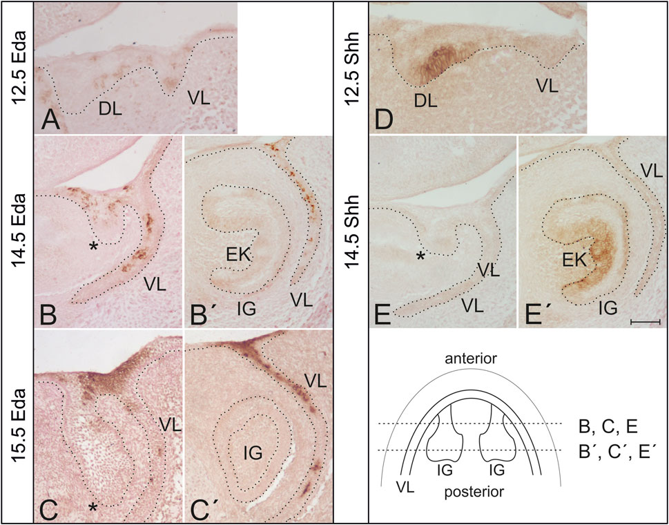 Frontiers | Eda controls the size of the enamel knot during incisor ...