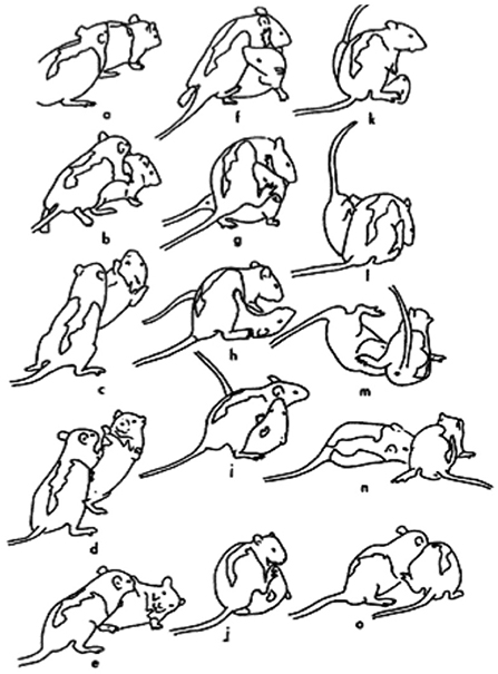 Frontiers | The rough-and-tumble play of rats as a natural behavior ...