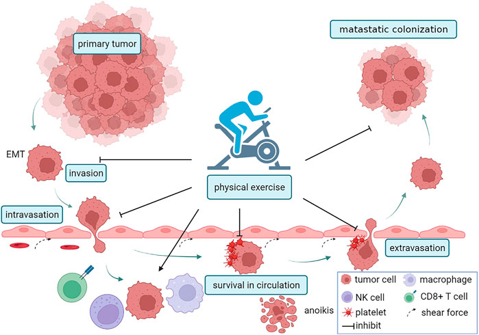 Frontiers | Physical activity prevents tumor metastasis through ...
