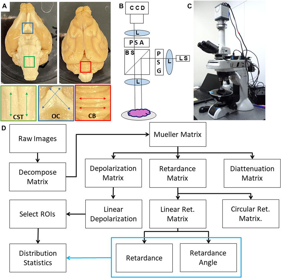 Frontiers | Backscattering Mueller Matrix polarimetry on whole brain ...
