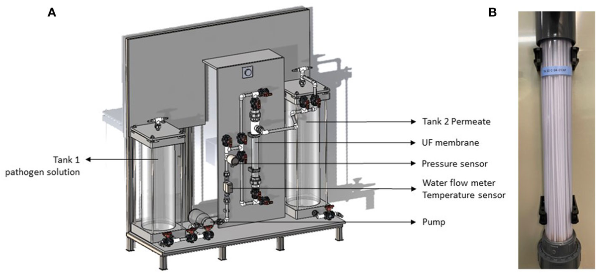 Frontiers | Evaluation of an ultrafiltration membrane for the removal ...
