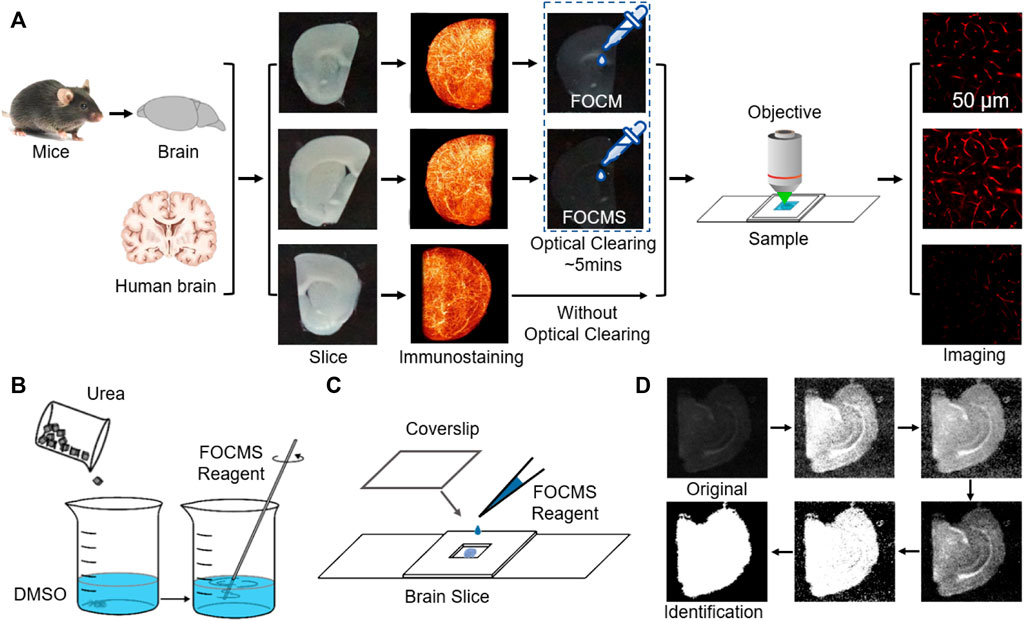 Frontiers | FOCMS: An ultrafast optical clearing method with quantified ...