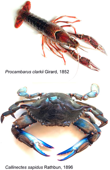 Frontiers | The validation case on invasive crustaceans of the ...