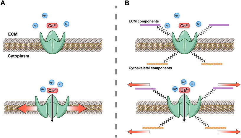 Frontiers | Mechanosensitive Piezo1 and Piezo2 ion channels in ...