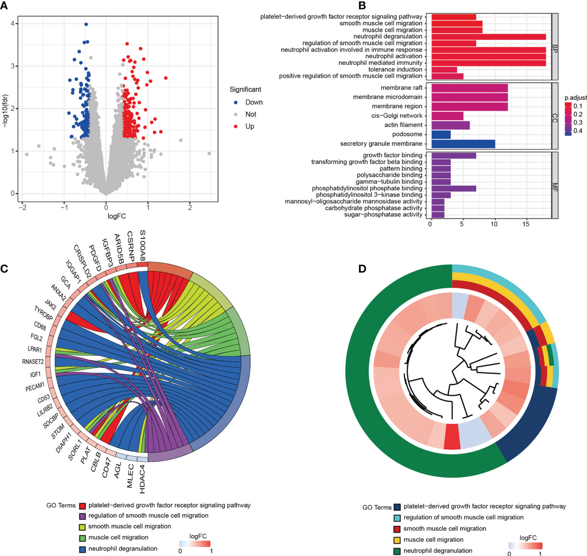 Frontiers | DUSP1 promotes muscle atrophy by inhibiting myocyte ...