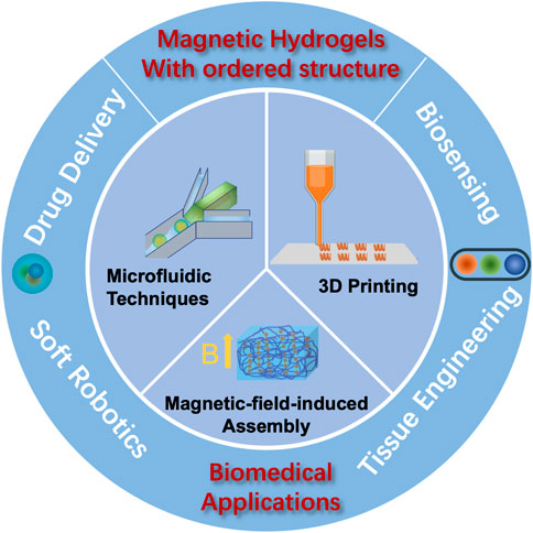 Frontiers | Magnetic hydrogels with ordered structure for biomedical ...