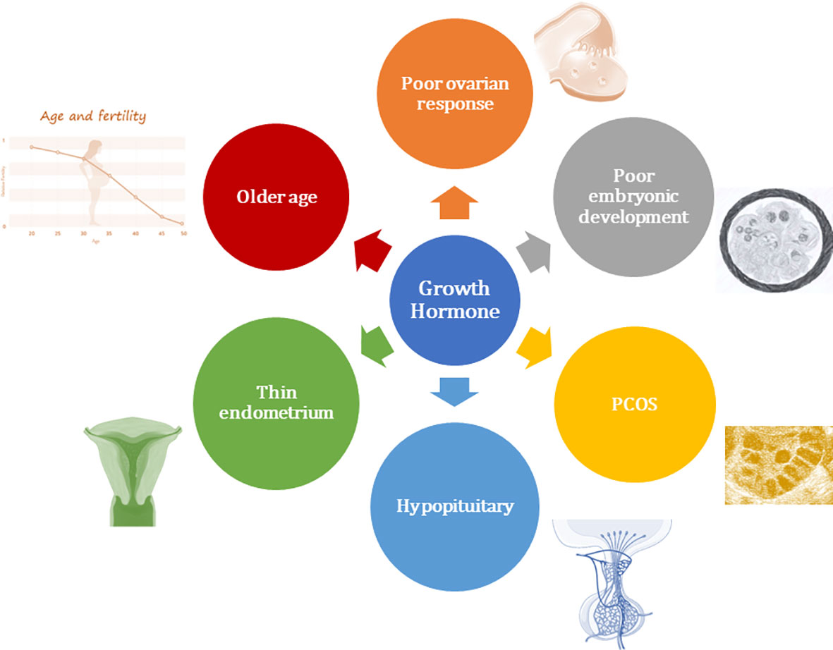 Frontiers | Growth hormone in fertility and infertility: Mechanisms of ...