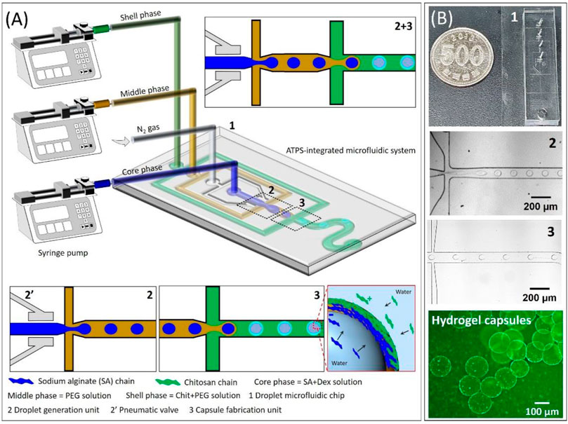 Frontiers | One-step on-chip microfluidic synthesis of the hybrid ...