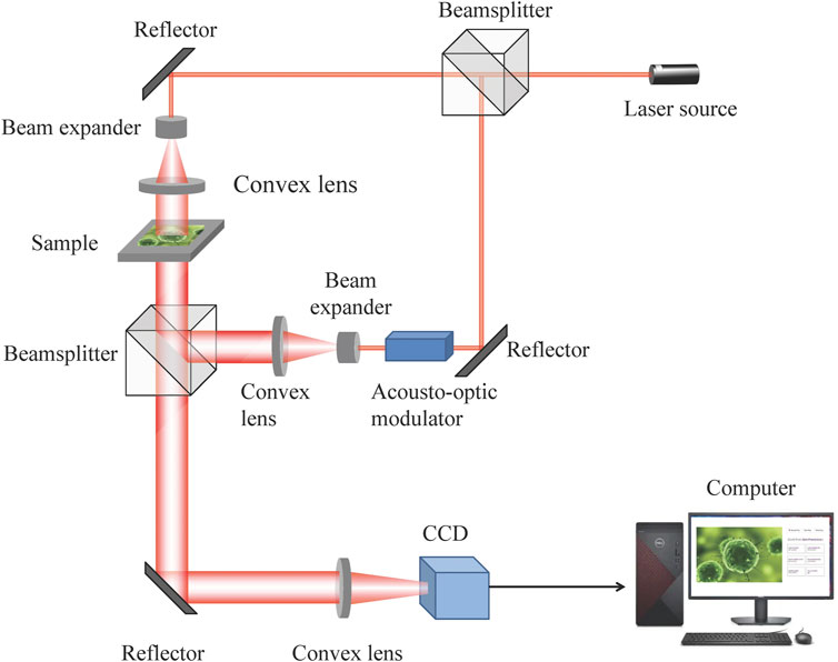 Frontiers | Cell image reconstruction using digital holography with an improved GS algorithm