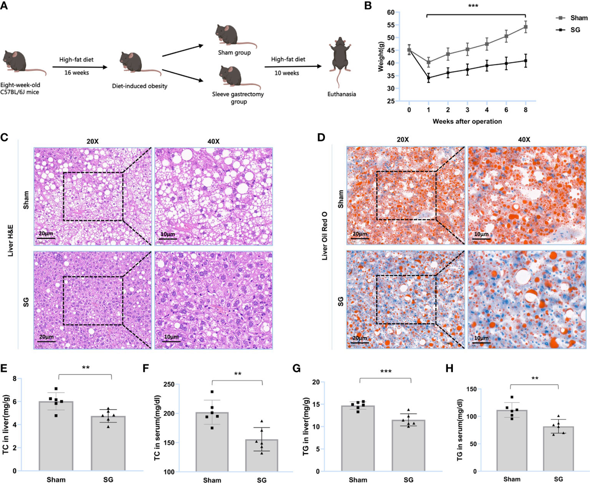 Frontiers | Sleeve gastrectomy improves lipid dysmetabolism by ...