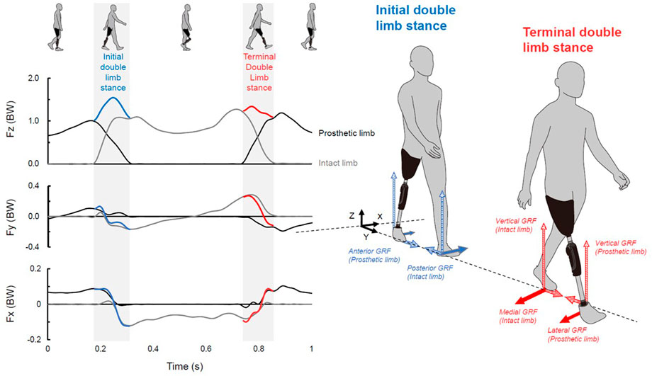 Frontiers | Ground reaction forces during double limb stances while ...