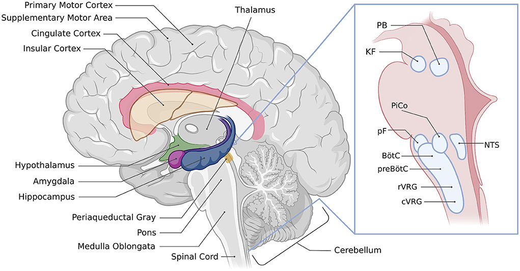 Frontiers | Forebrain control of breathing: Anatomy and potential functions