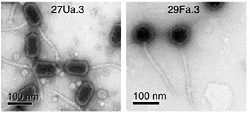 Frontiers | Coastal water bacteriophages infect various sets of Vibrio ...