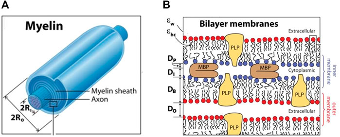 Frontiers | Overview of myelin, major myelin lipids, and myelin-associated proteins