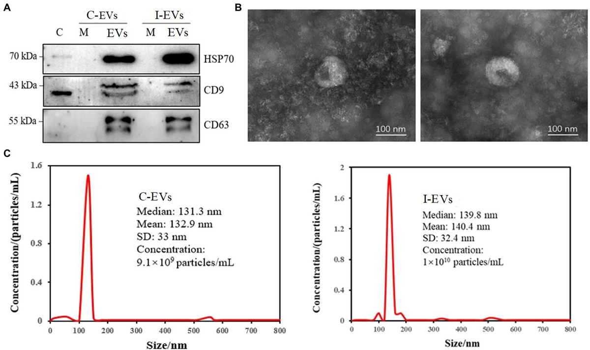 Frontiers | Label-free relative quantitative proteomics reveals ...