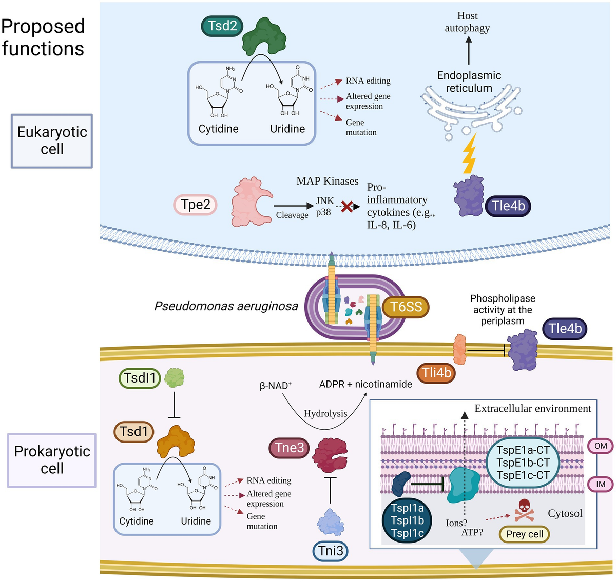 Frontiers | Diversity and prevalence of type VI secretion system ...