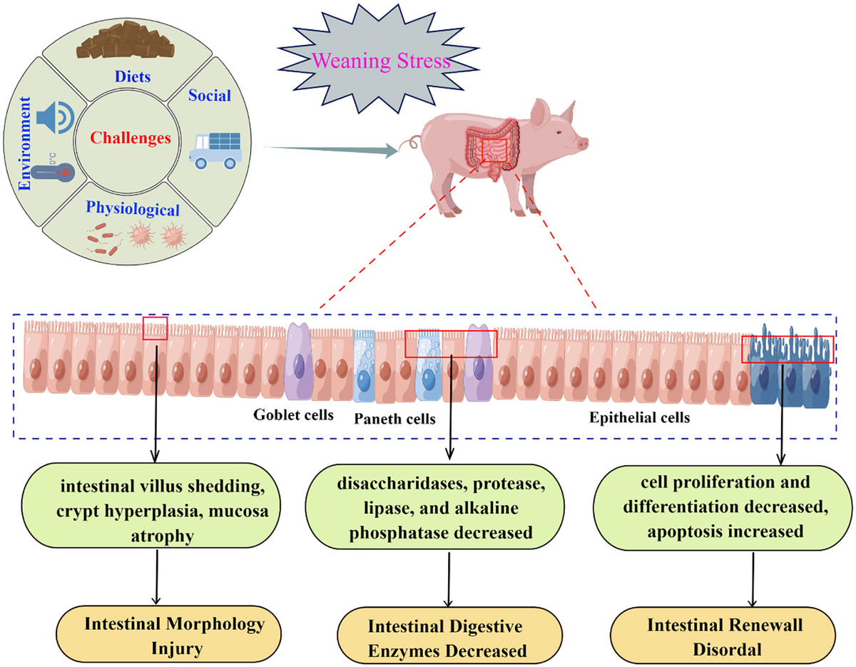 Frontiers | Weaning stress and intestinal health of piglets: A review