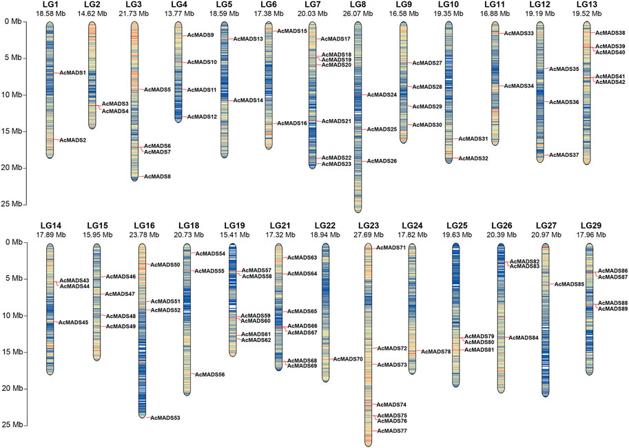 Frontiers | Genome-wide analysis of MADS-box gene family in kiwifruit ...