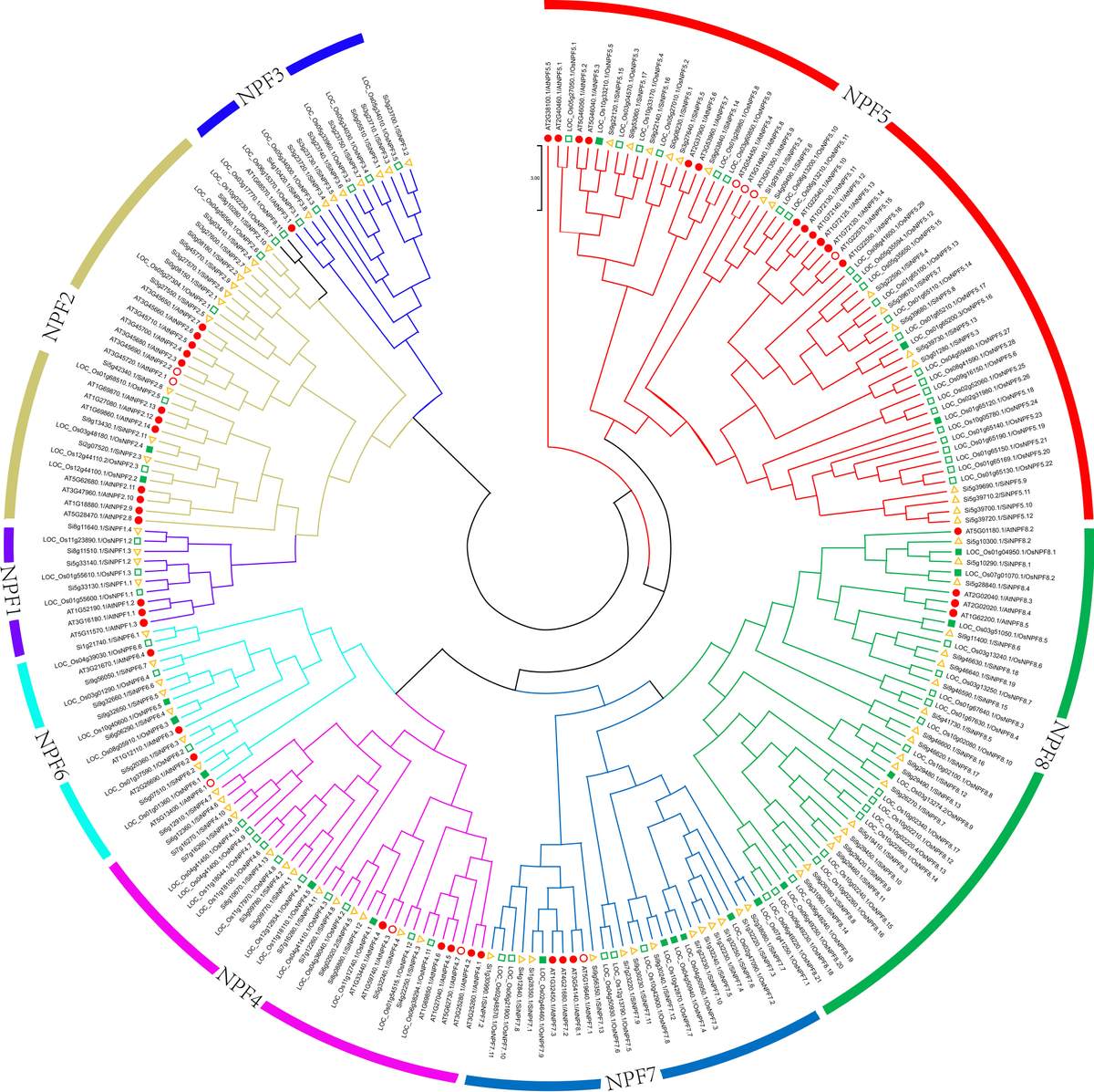 Frontiers | Genome-wide identification and characterization of the NPF ...
