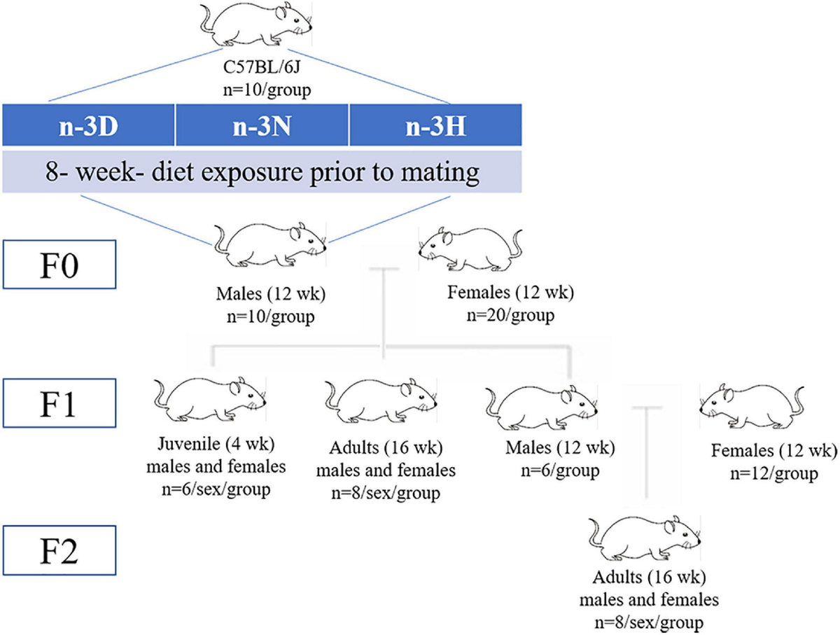 Frontiers | Paternal dietary ratio of n-6: n-3 polyunsaturated fatty ...