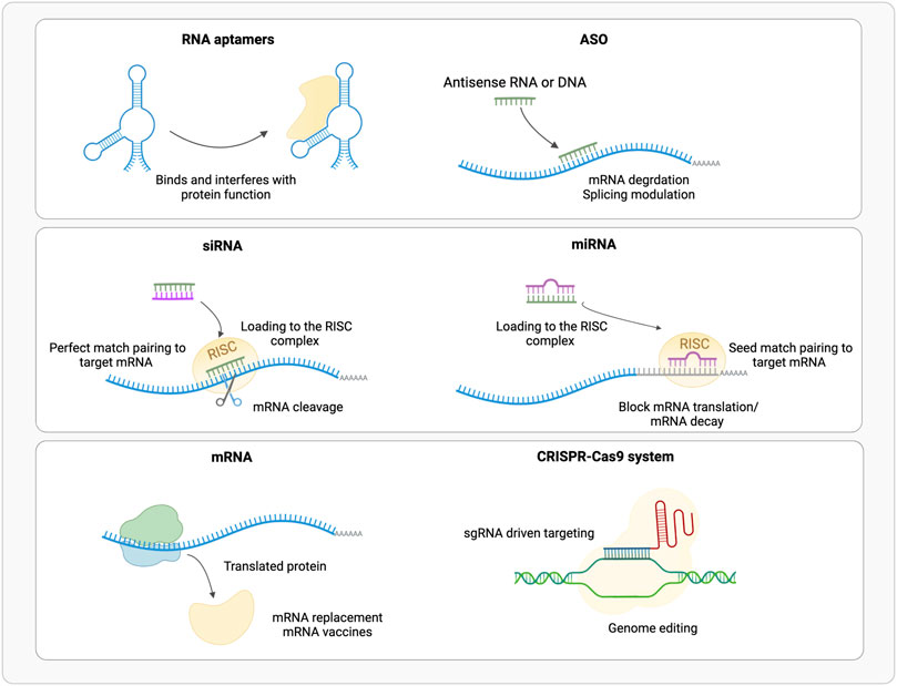 Frontiers | An overview of structural approaches to study therapeutic RNAs