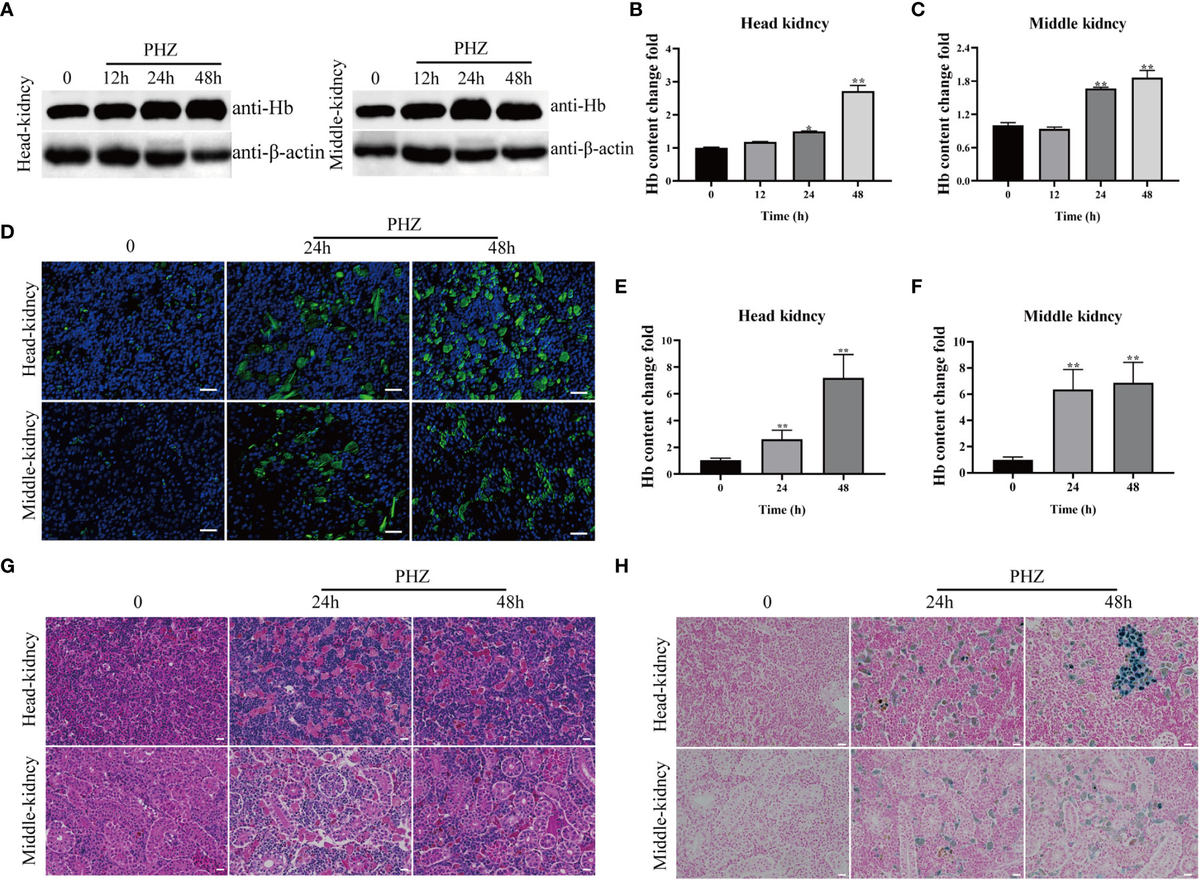 Frontiers | Hemoglobin induces inflammation through NF-kB signaling ...