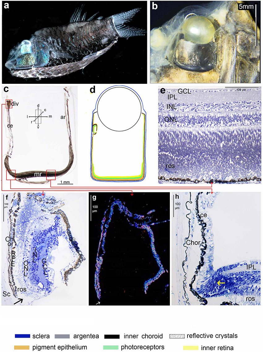 Frontiers | Diversity and evolution of optically complex eyes in a ...