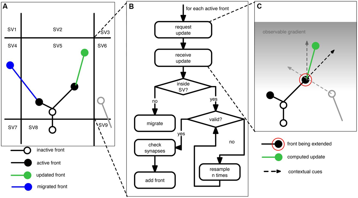 Frontiers Context Aware Modeling Of Neuronal Morphologies