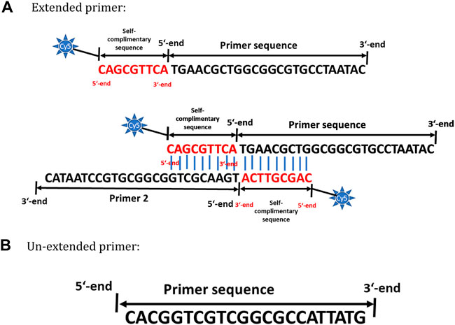 Frontiers | An advanced and efficient asymmetric PCR method for ...